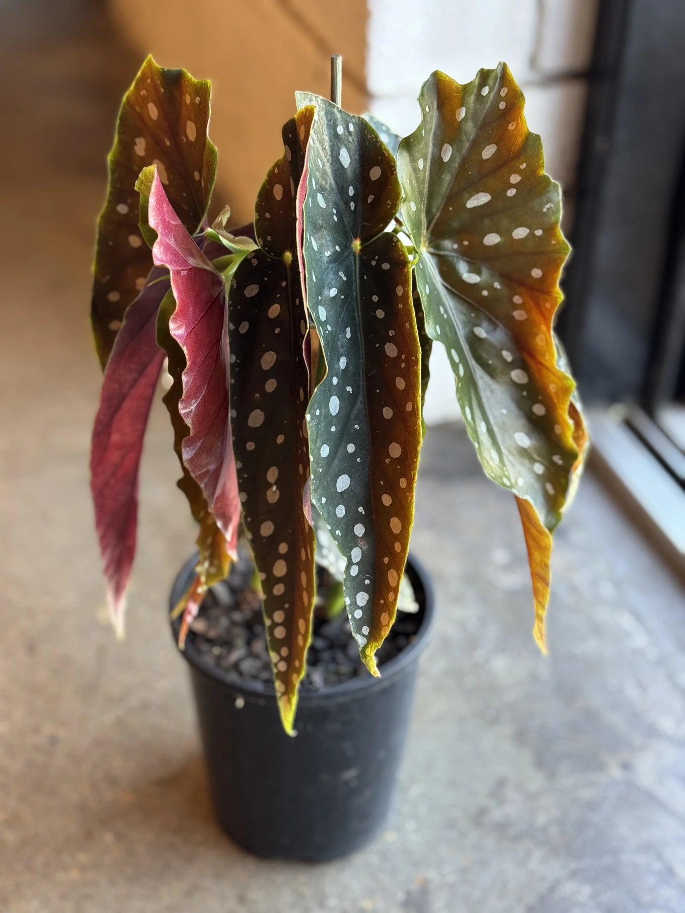 Begonia Maculata "Angel Wings" | INDOOR PLANT SHOP – Unveiling Poppy
