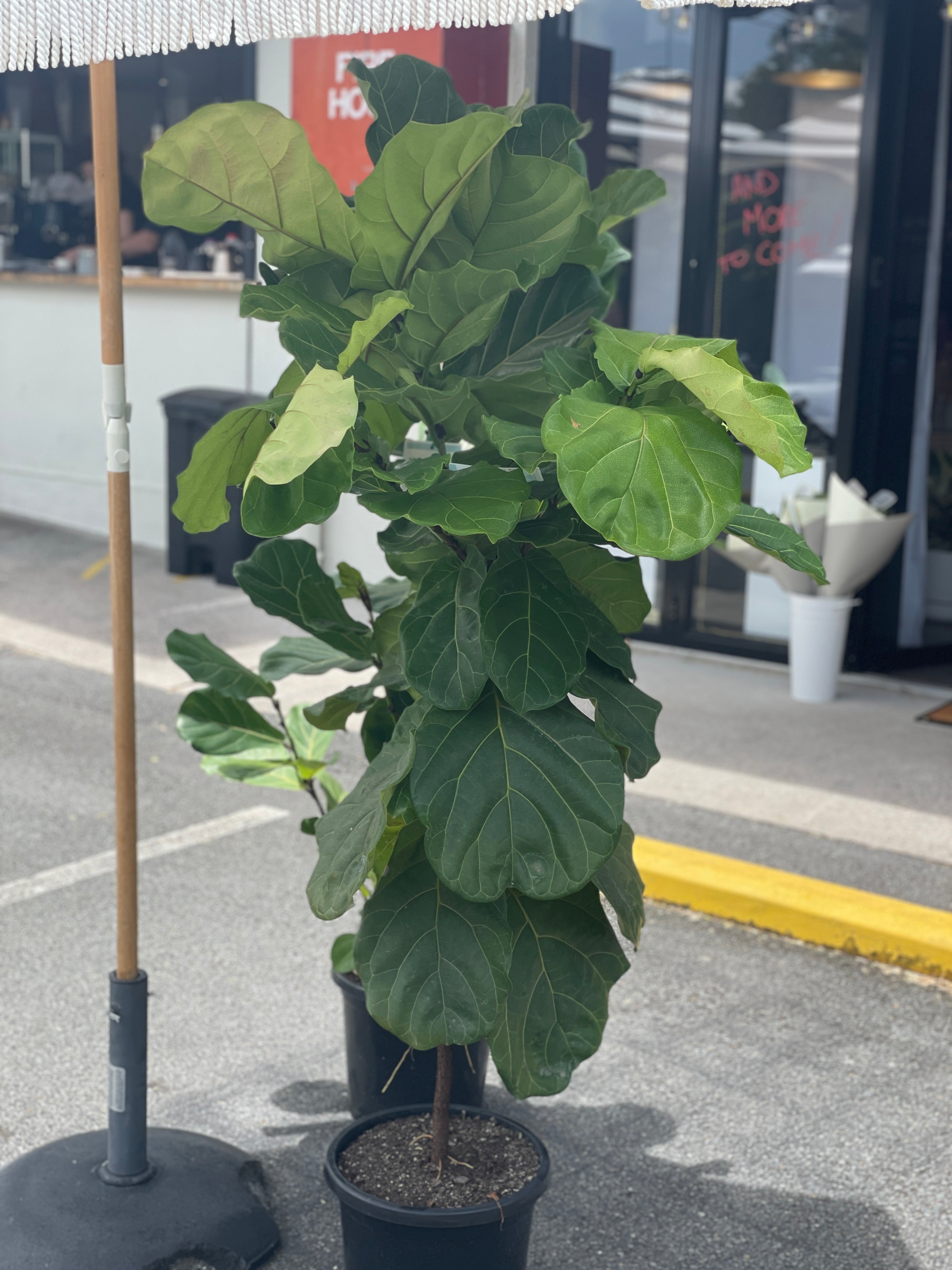 Fiddle Leaf Fig - INDOOR PLANT SHOP – Unveiling Poppy