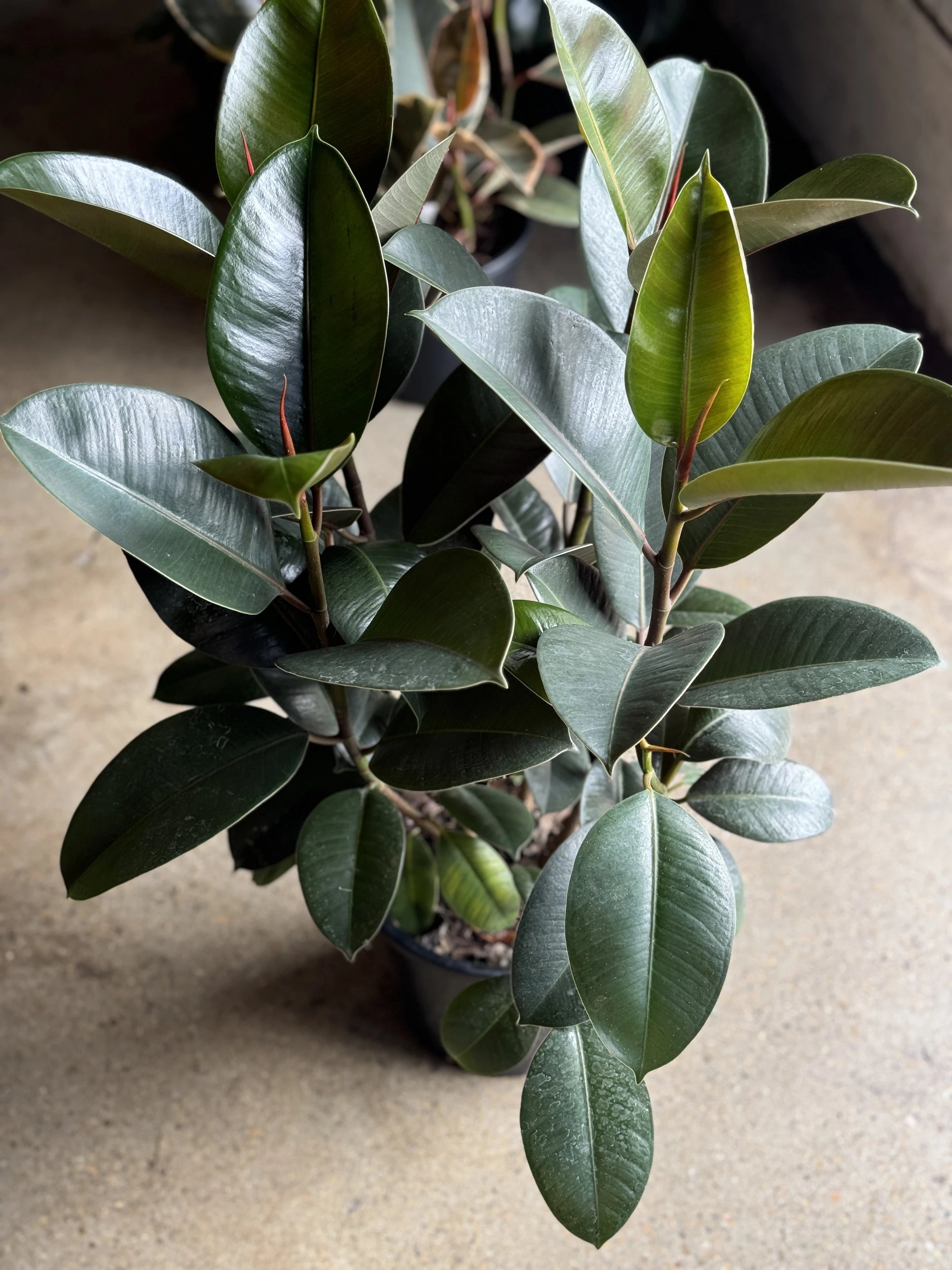 Ficus Robusta Green | Indoor Plant Shop – Unveiling Poppy