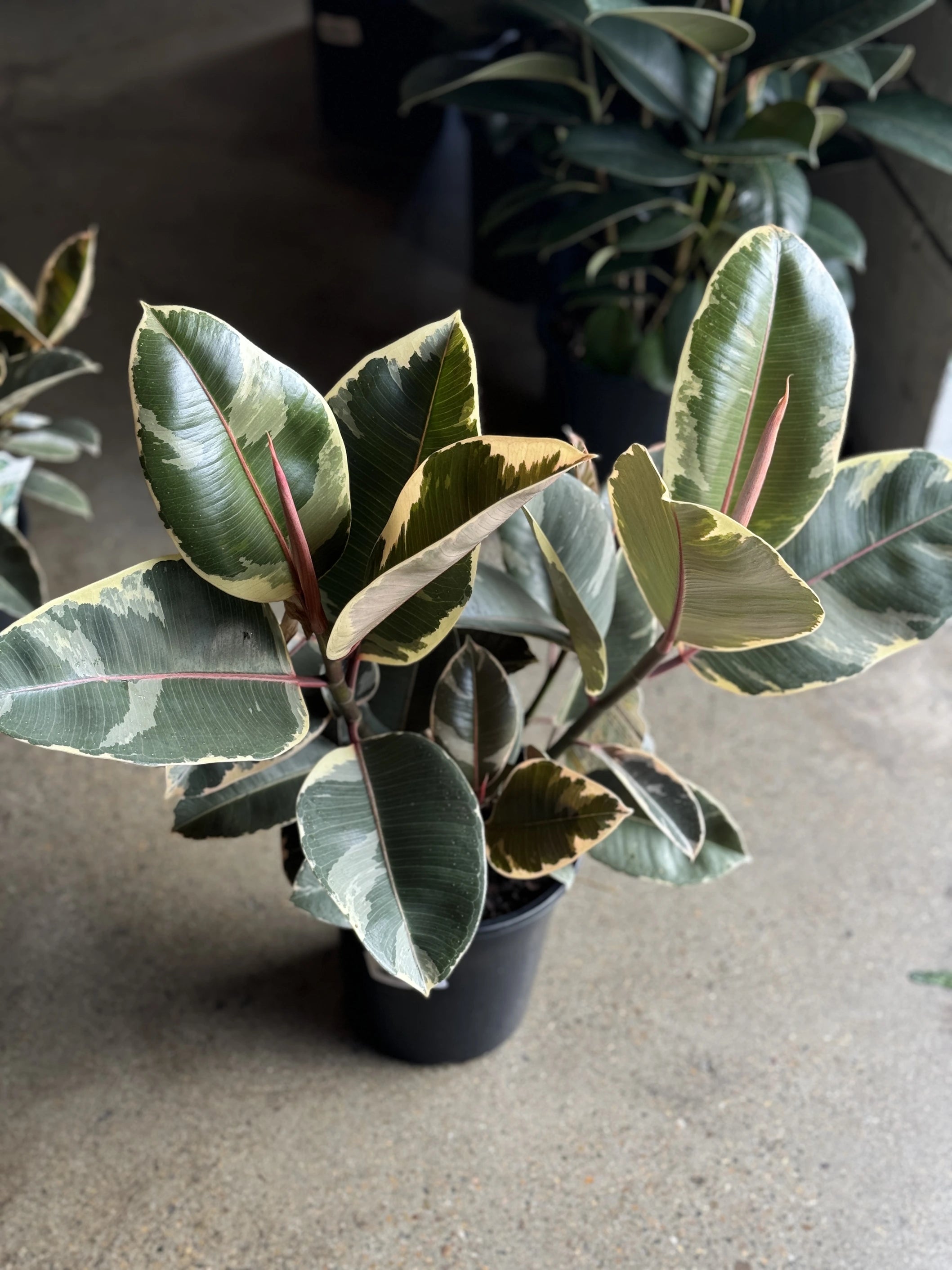 Ficus Tineke | INDOOR PLANT SHOP – Unveiling Poppy
