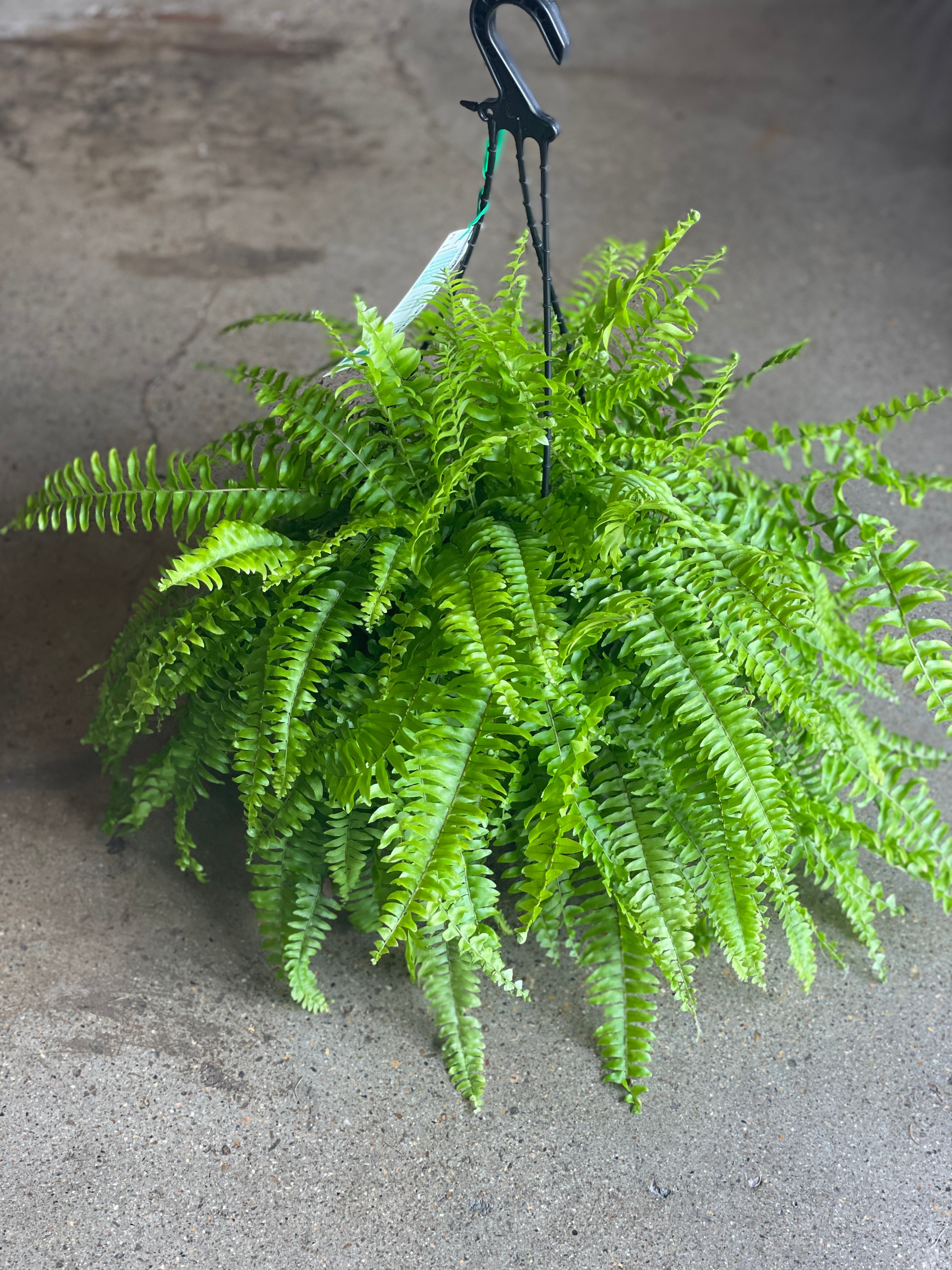 Boston Fern 200mm HB – Unveiling Poppy