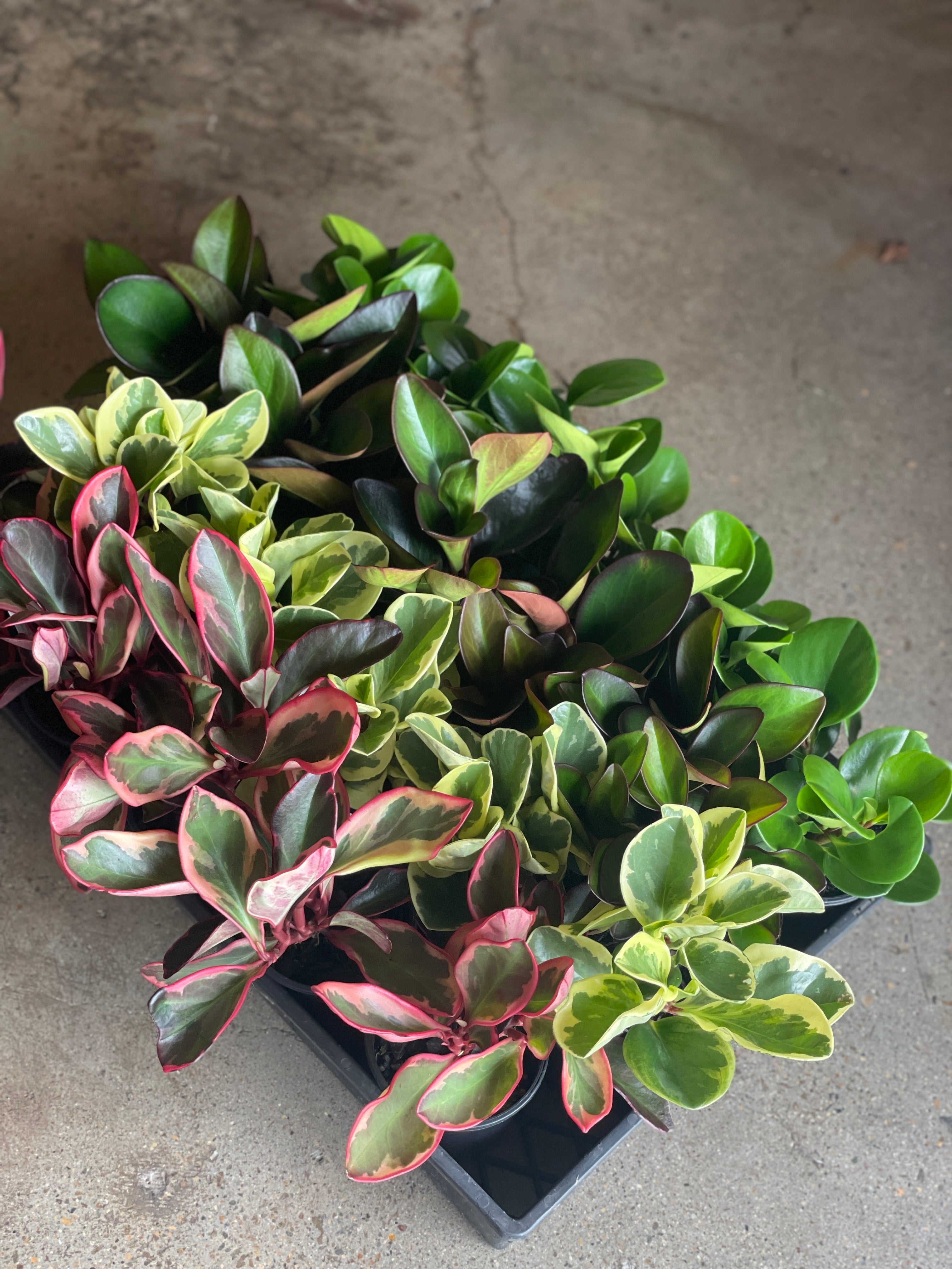 Peperomia Assorted 100mm – Unveiling Poppy
