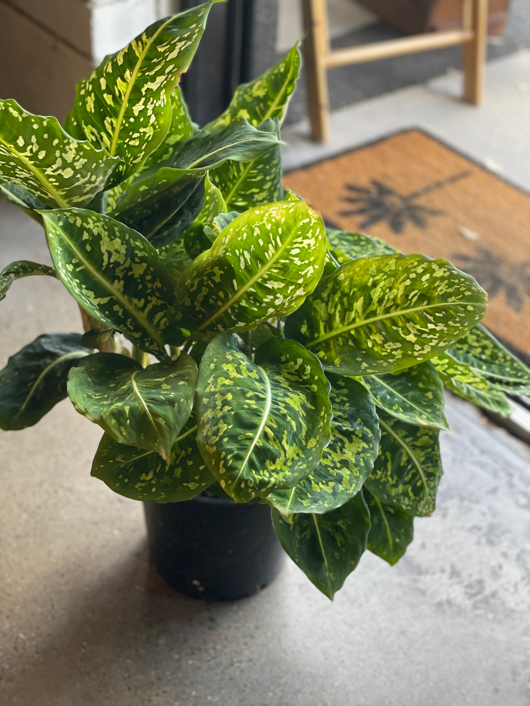 INDOOR PLANT SHOP | Dieffenbachia Reflector 200mm – Unveiling Poppy