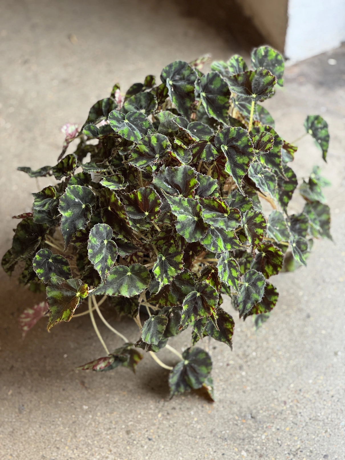 Begonia Bowerae "Eyelash" | INDOOR PLANT SHOP – Unveiling Poppy
