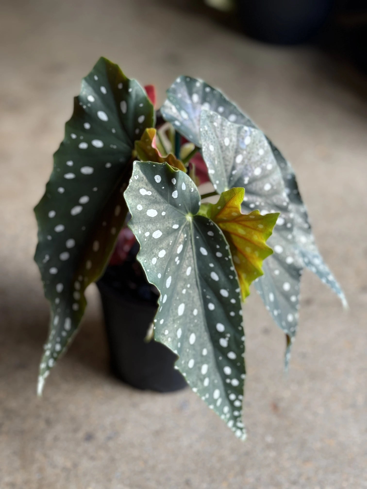 Begonia Maculata "Angel Wings" | INDOOR PLANT SHOP – Unveiling Poppy