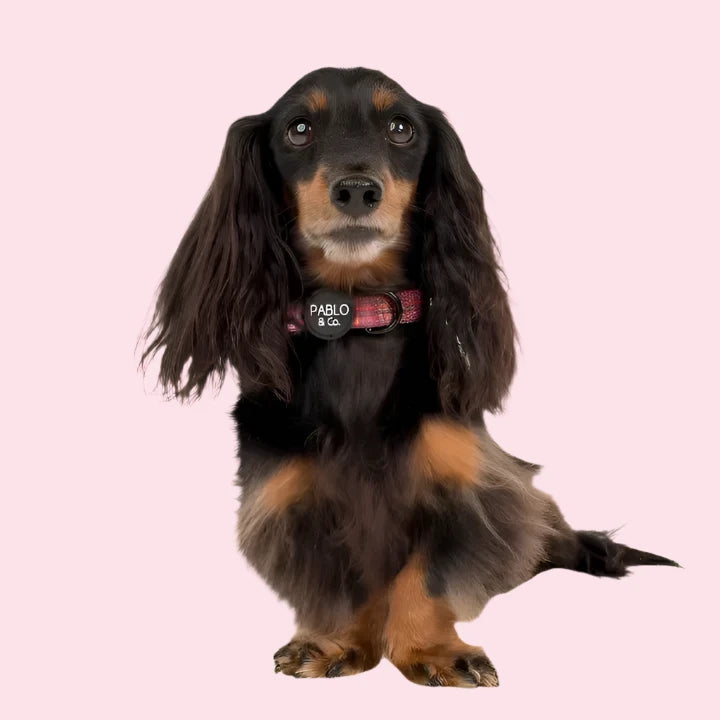 Camilla Dog Collar | Pablo & Co – Unveiling Poppy