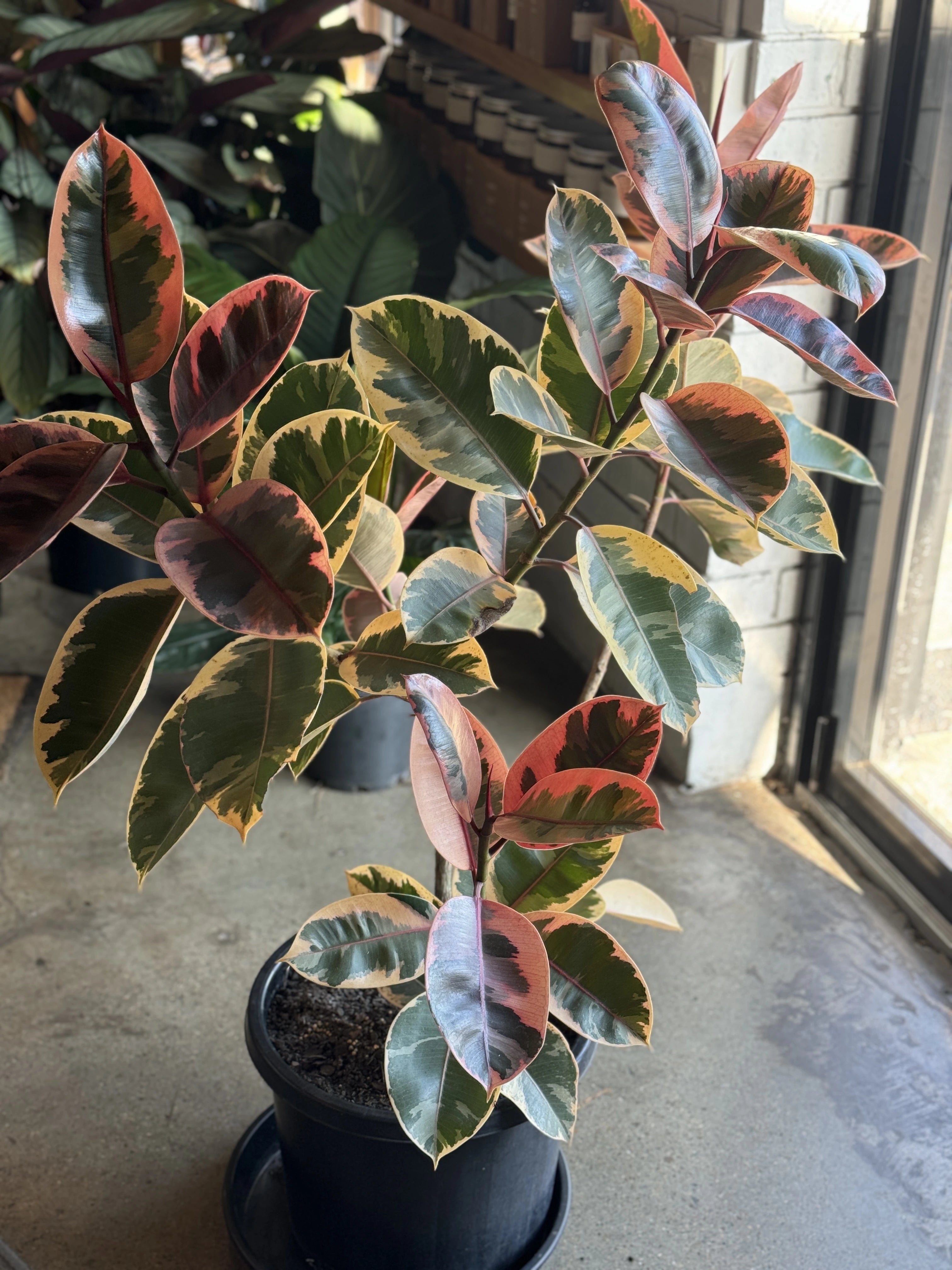 Ficus Elastica "Ruby" 300mm | INDOOR PLANT SHOP – Unveiling Poppy