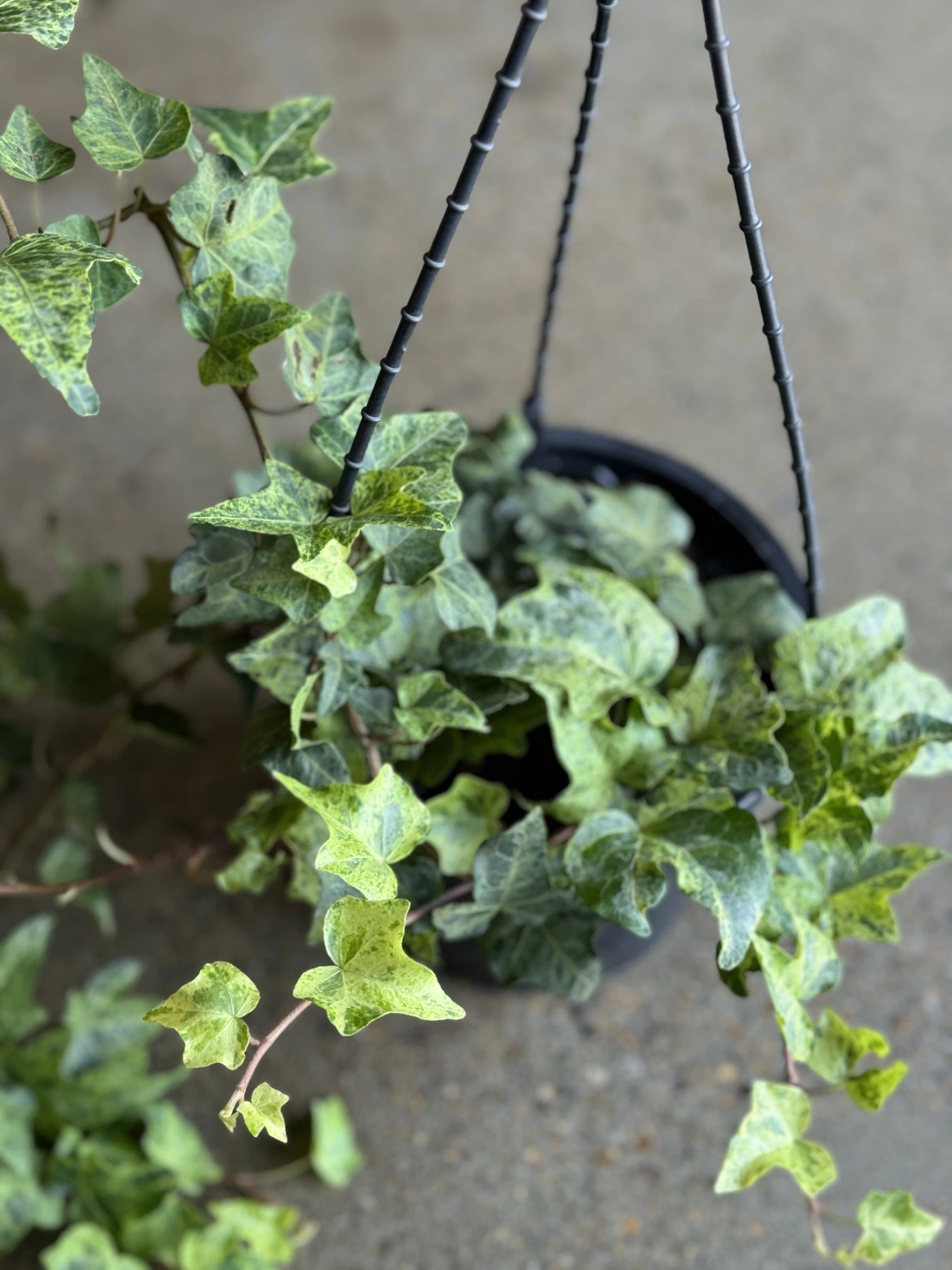 Hedera Helix Ivy | INDOOR PLANT SHOP – Unveiling Poppy