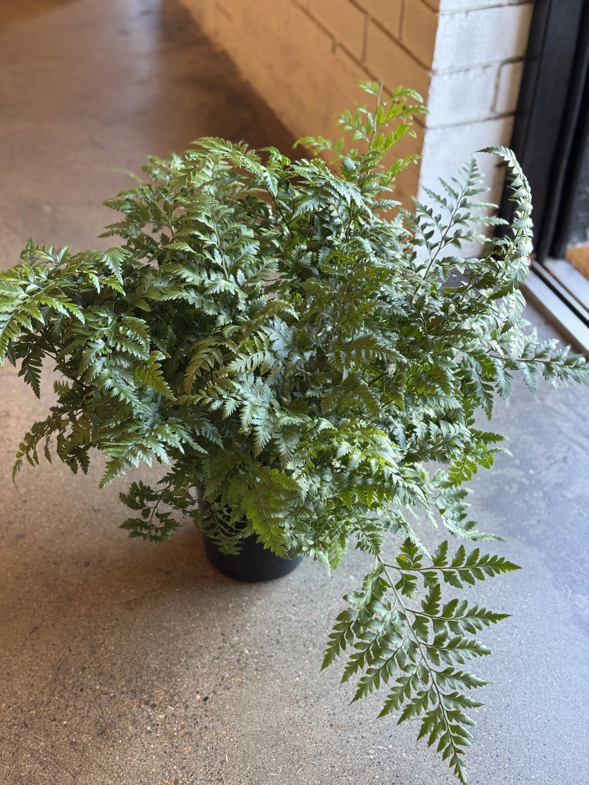 Leather Leaf Fern | INDOOR PLANT SHOP – Unveiling Poppy