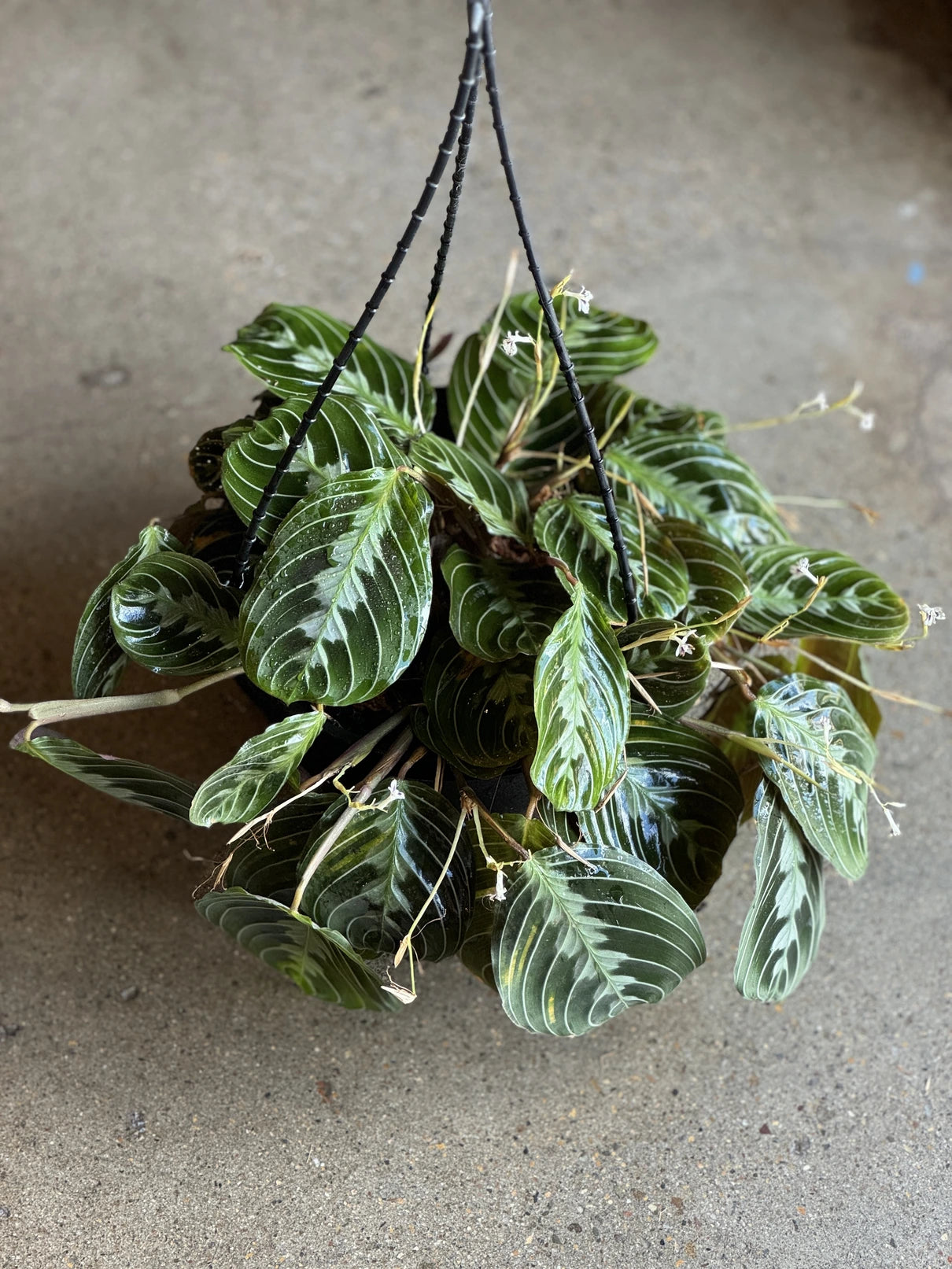Maranta Black Prayer Plant | INDOOR PLANT SHOP – Unveiling Poppy
