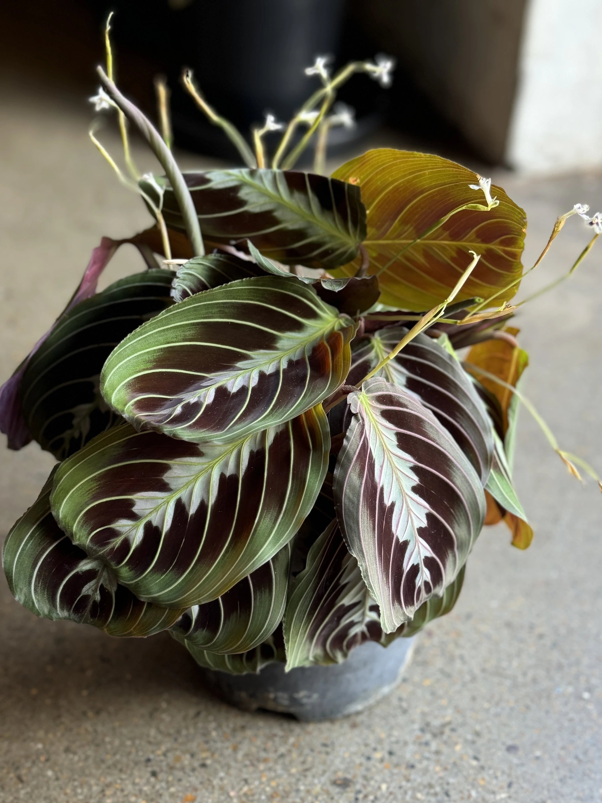Maranta Black Prayer Plant | INDOOR PLANT SHOP – Unveiling Poppy
