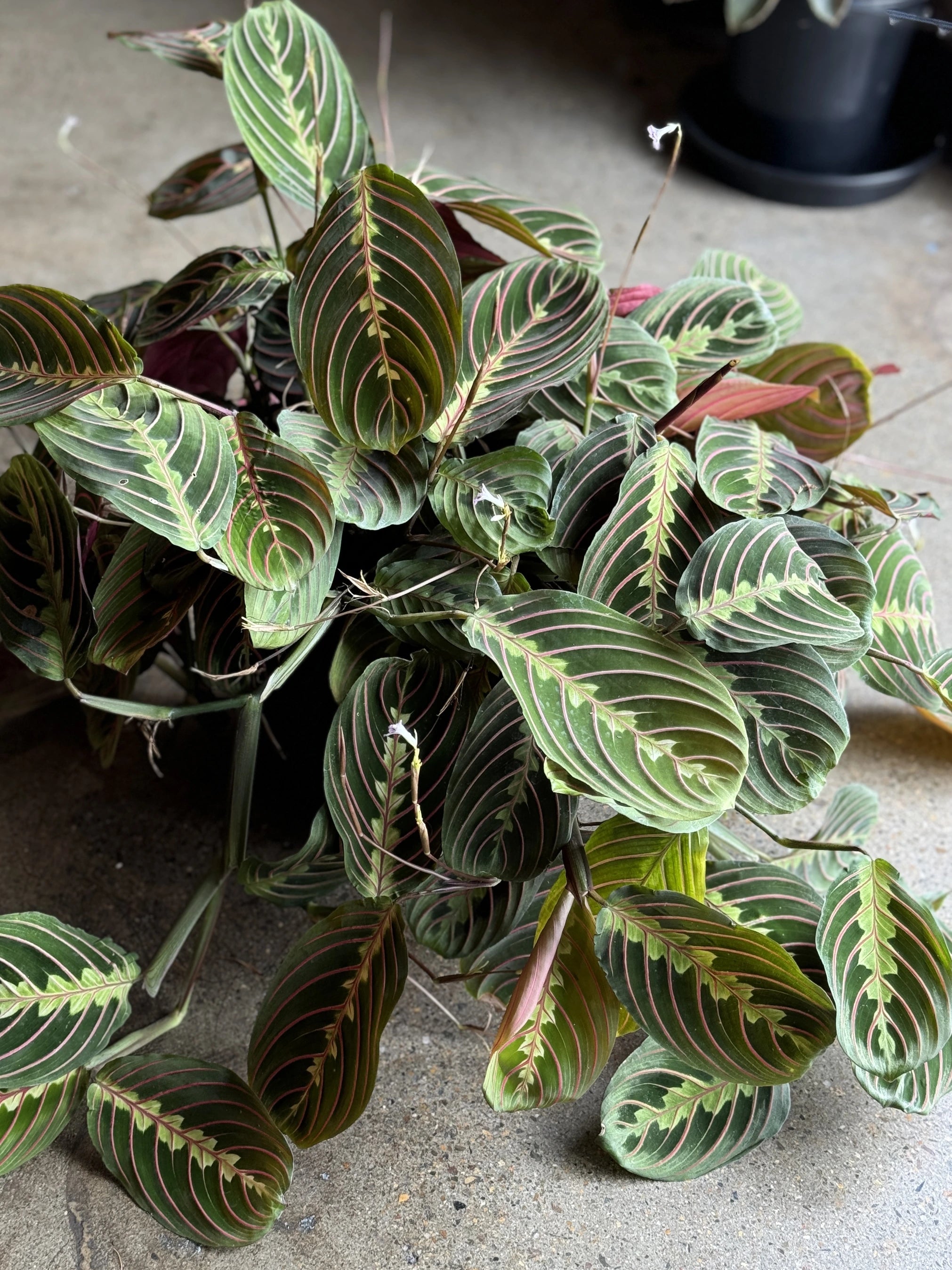 Maranta Red Prayer Plant | INDOOR PLANT SHOP – Unveiling Poppy
