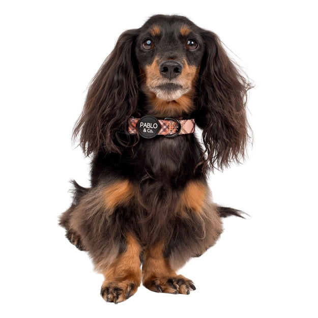 Kensington Dog Collar | Pablo & Co – Unveiling Poppy