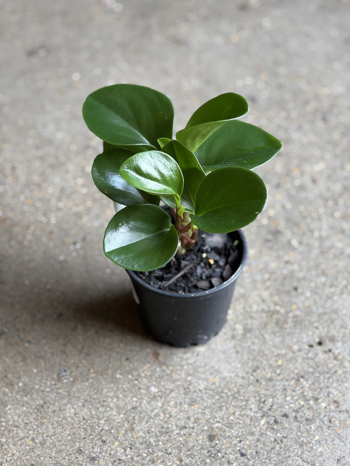 Peperomia Jade | INDOOR PLANT SHOP – Unveiling Poppy