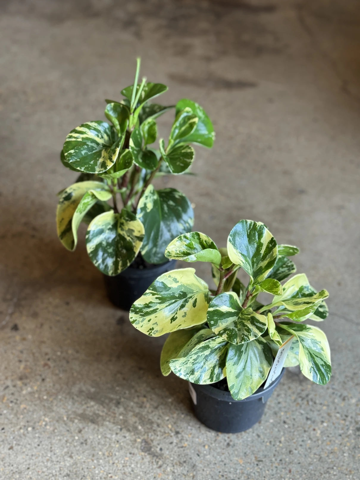 Peperomia Obtusifolia Marble | INDOOR PLANT SHOP – Unveiling Poppy