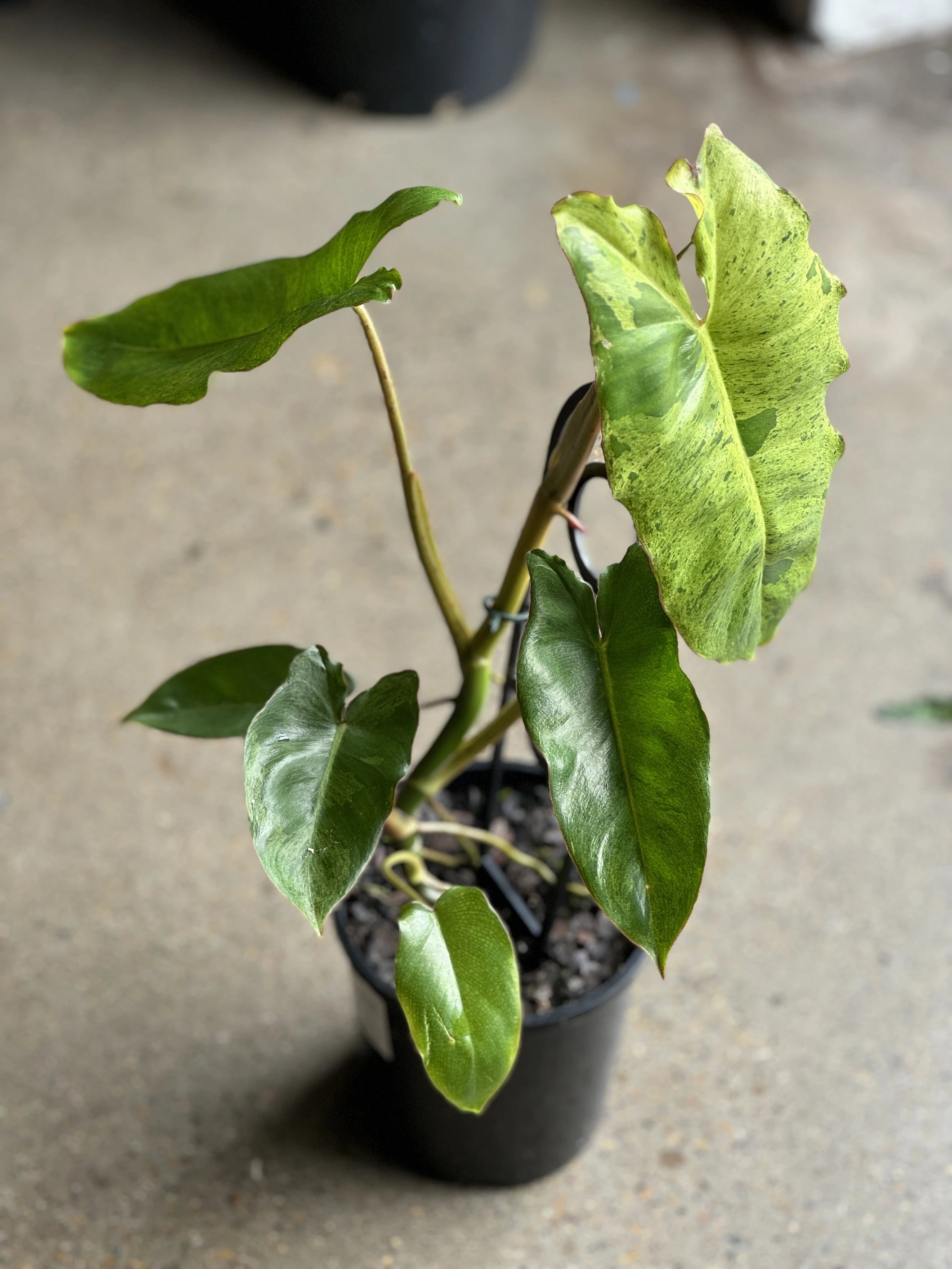 Philodendron Paraiso Verde | INDOOR PLANT SHOP – Unveiling Poppy