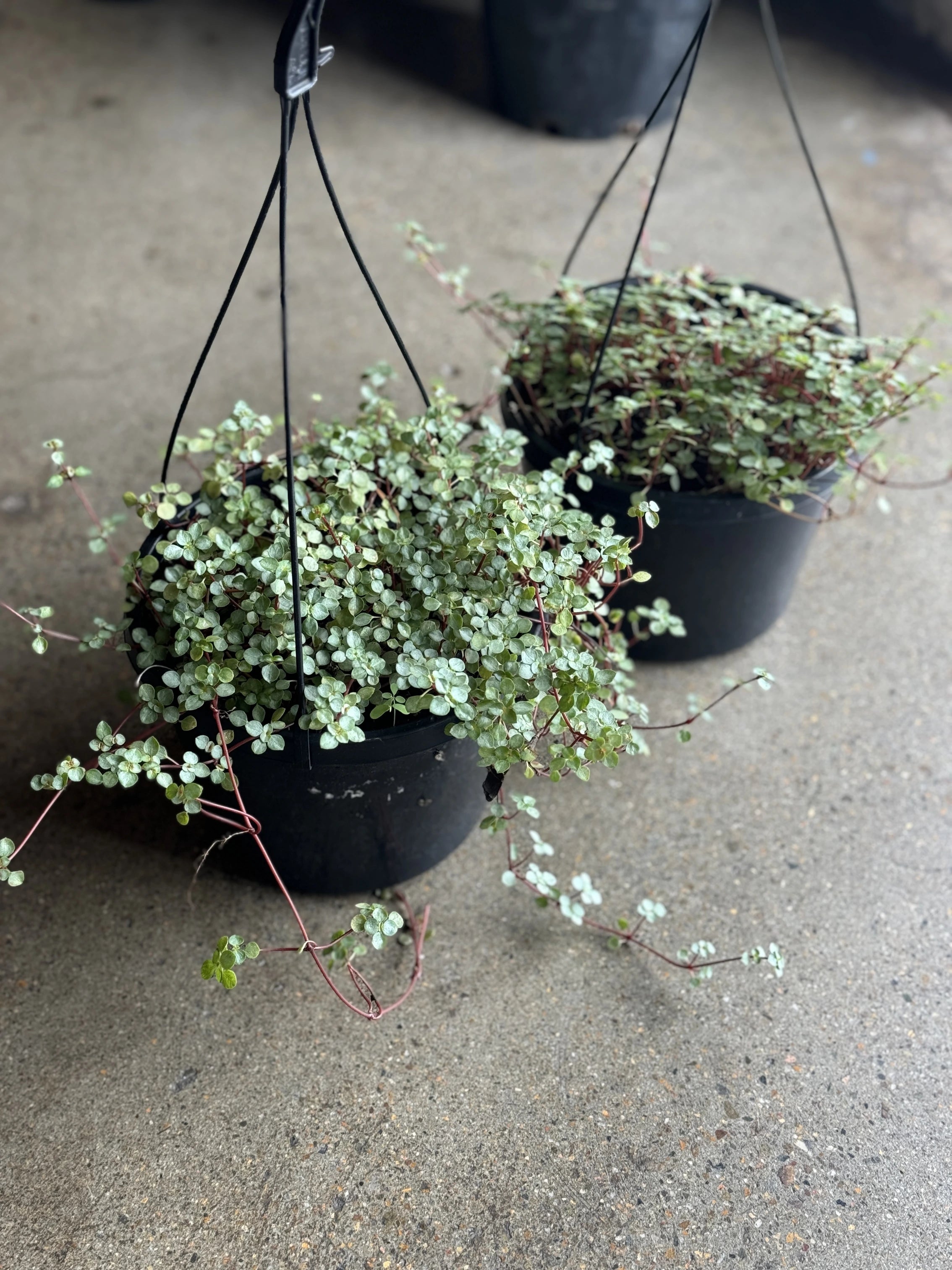 Pilea Silver Sprinkles | INDOOR PLANT SHOP – Unveiling Poppy