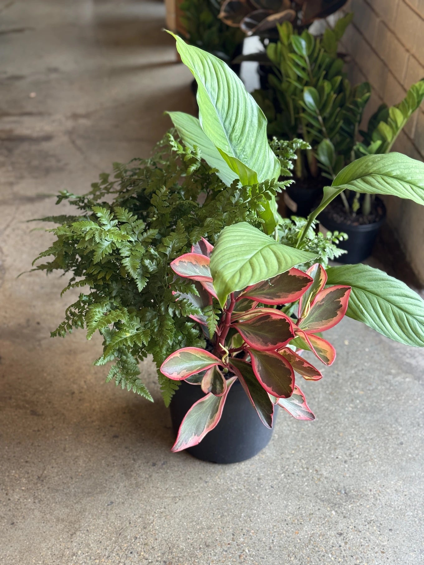 Triple Planted Indoor Mix | INDOOR PLANT SHOP – Unveiling Poppy