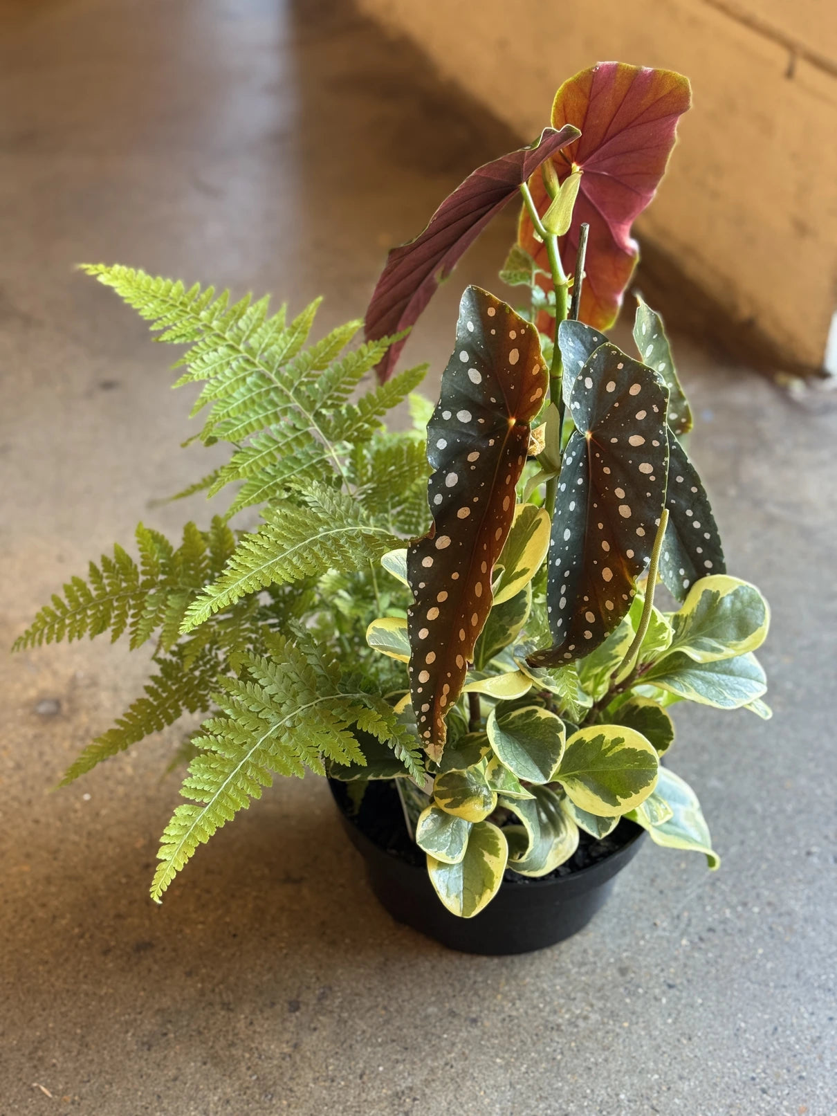 Triple Planted Indoor Mix | INDOOR PLANT SHOP – Unveiling Poppy